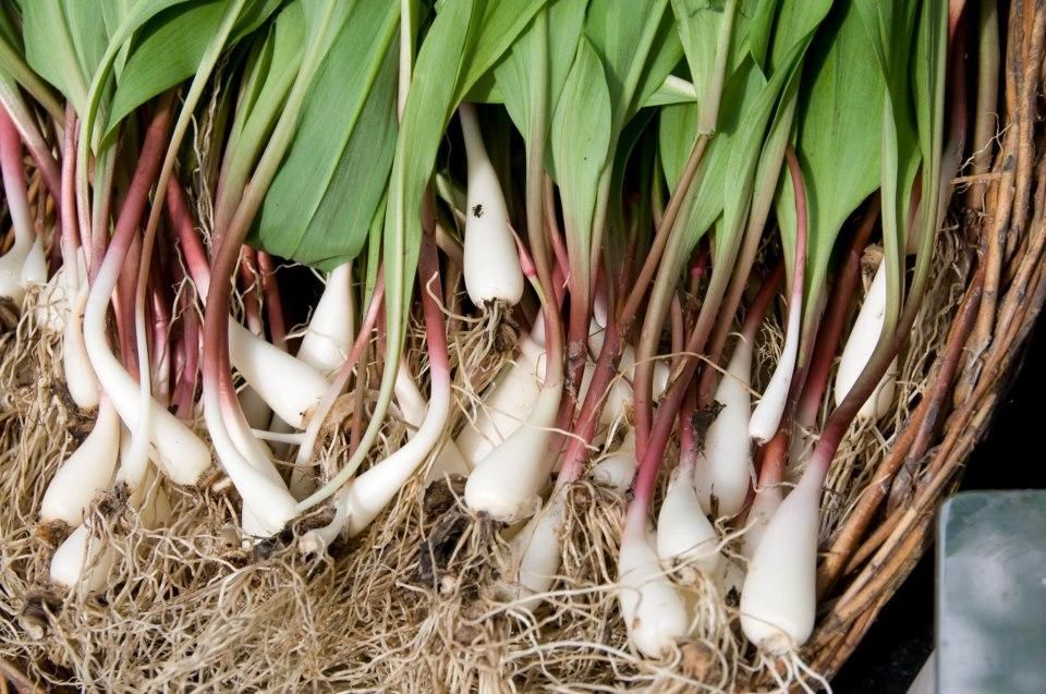 Fresh Wild Leeks – Forbes Wild Foods