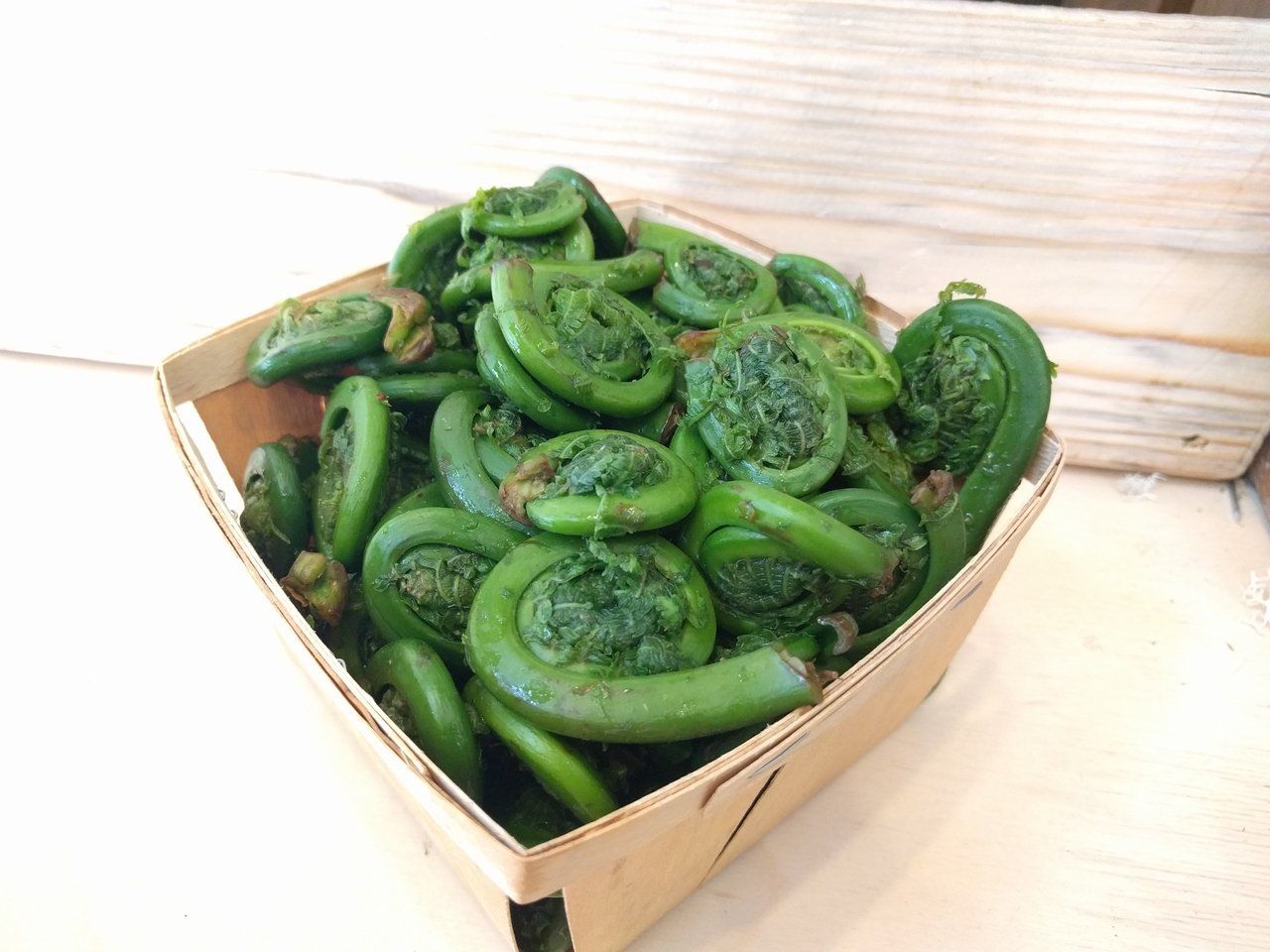 Fresh Fiddleheads – Forbes Wild Foods