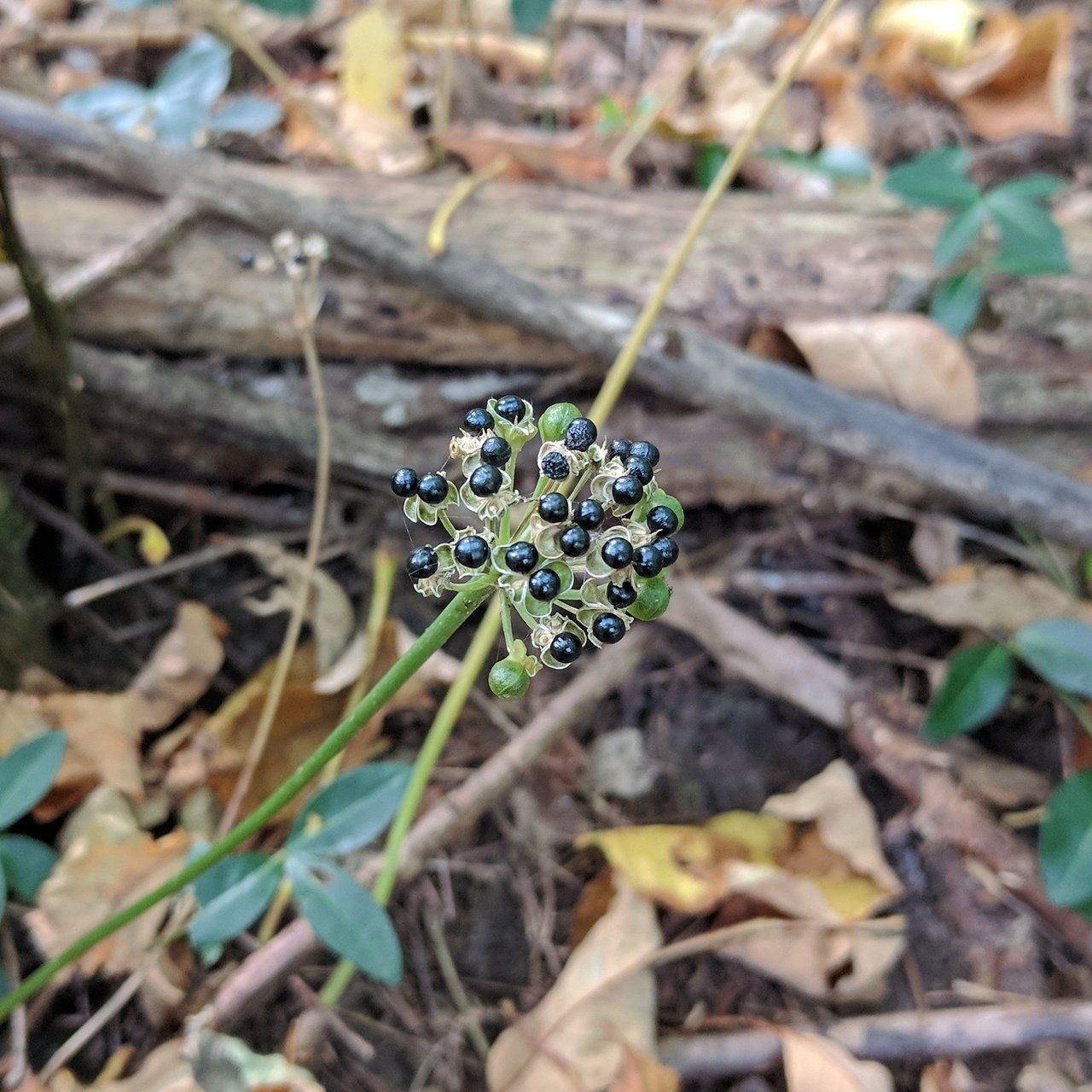 Wild Leek Seeds – Forbes Wild Foods